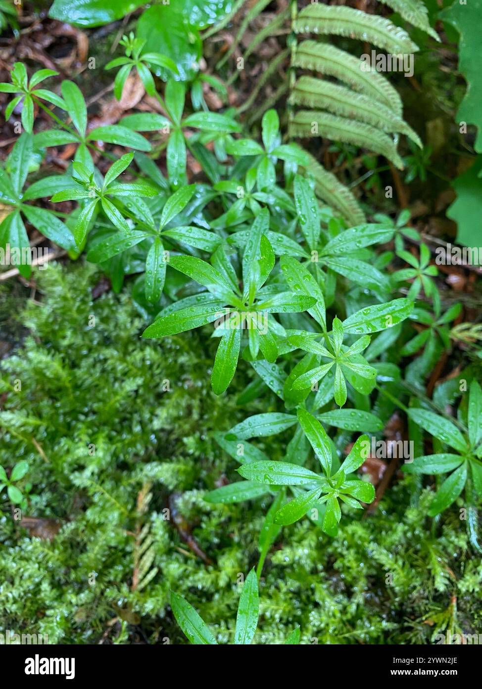 fragrant bedstraw (Galium triflorum Stock Photo - Alamy