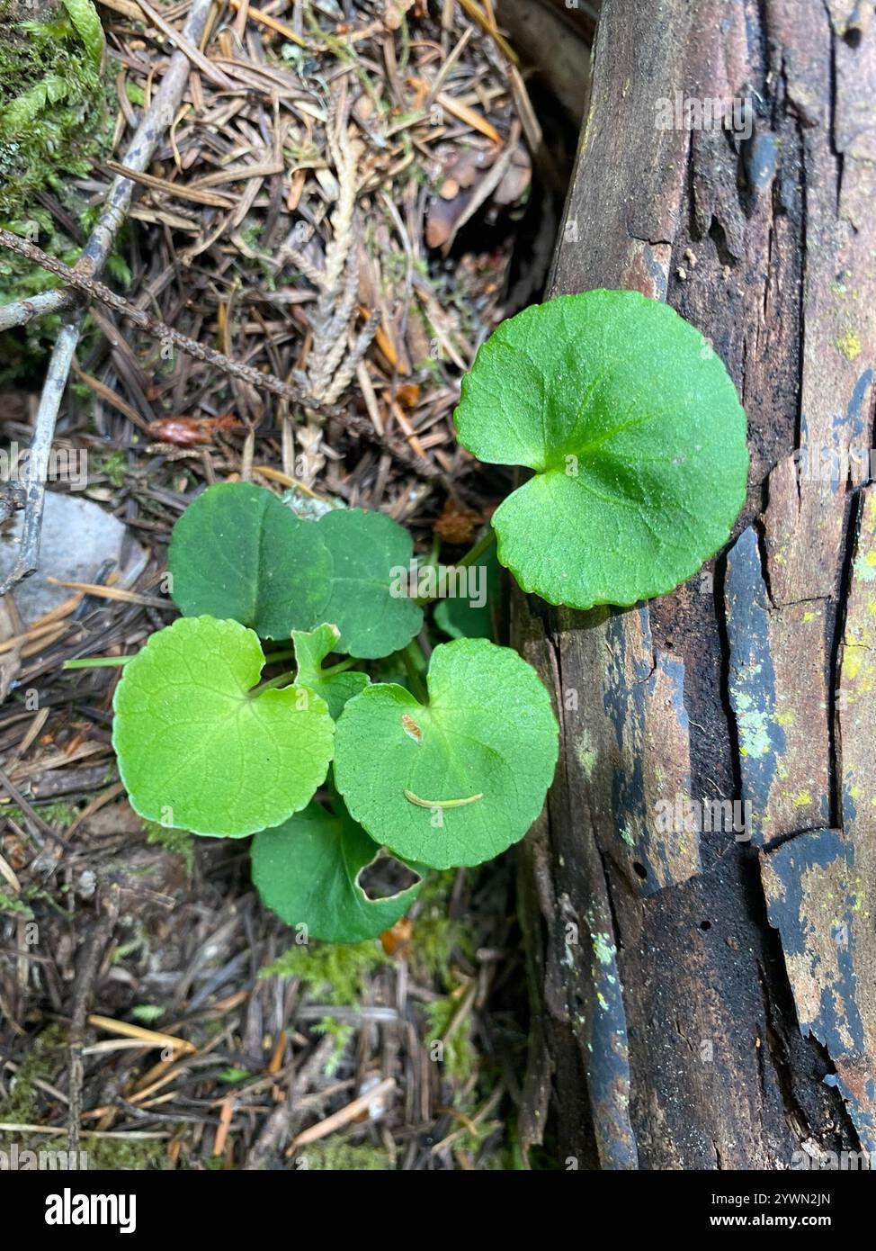 Redwood Violet (Viola sempervirens Stock Photo - Alamy