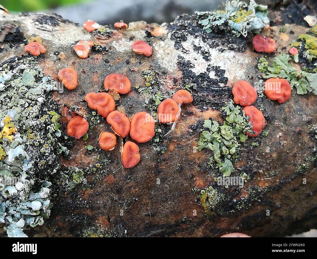 Red Tree Brain Fungus (Peniophora rufa Stock Photo - Alamy
