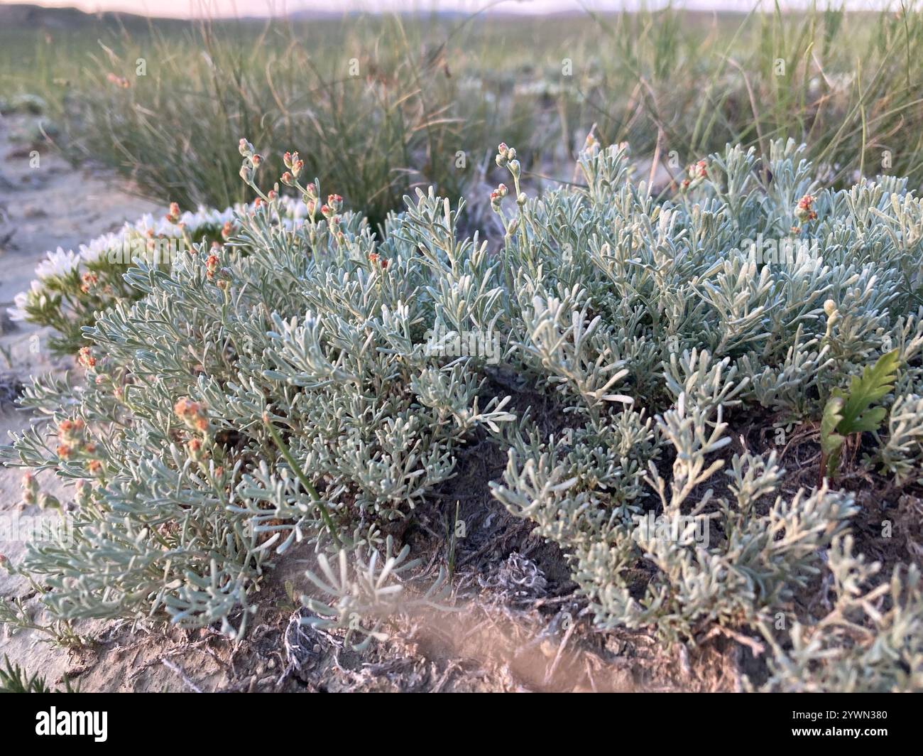 Birdfoot Sagebrush (Artemisia pedatifida Stock Photo - Alamy