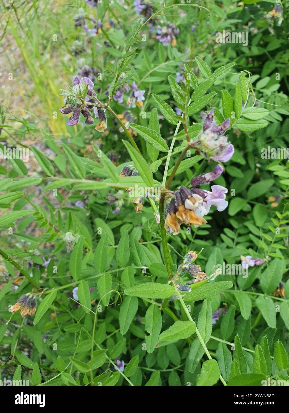 Bush Vetch (Vicia sepium Stock Photo - Alamy
