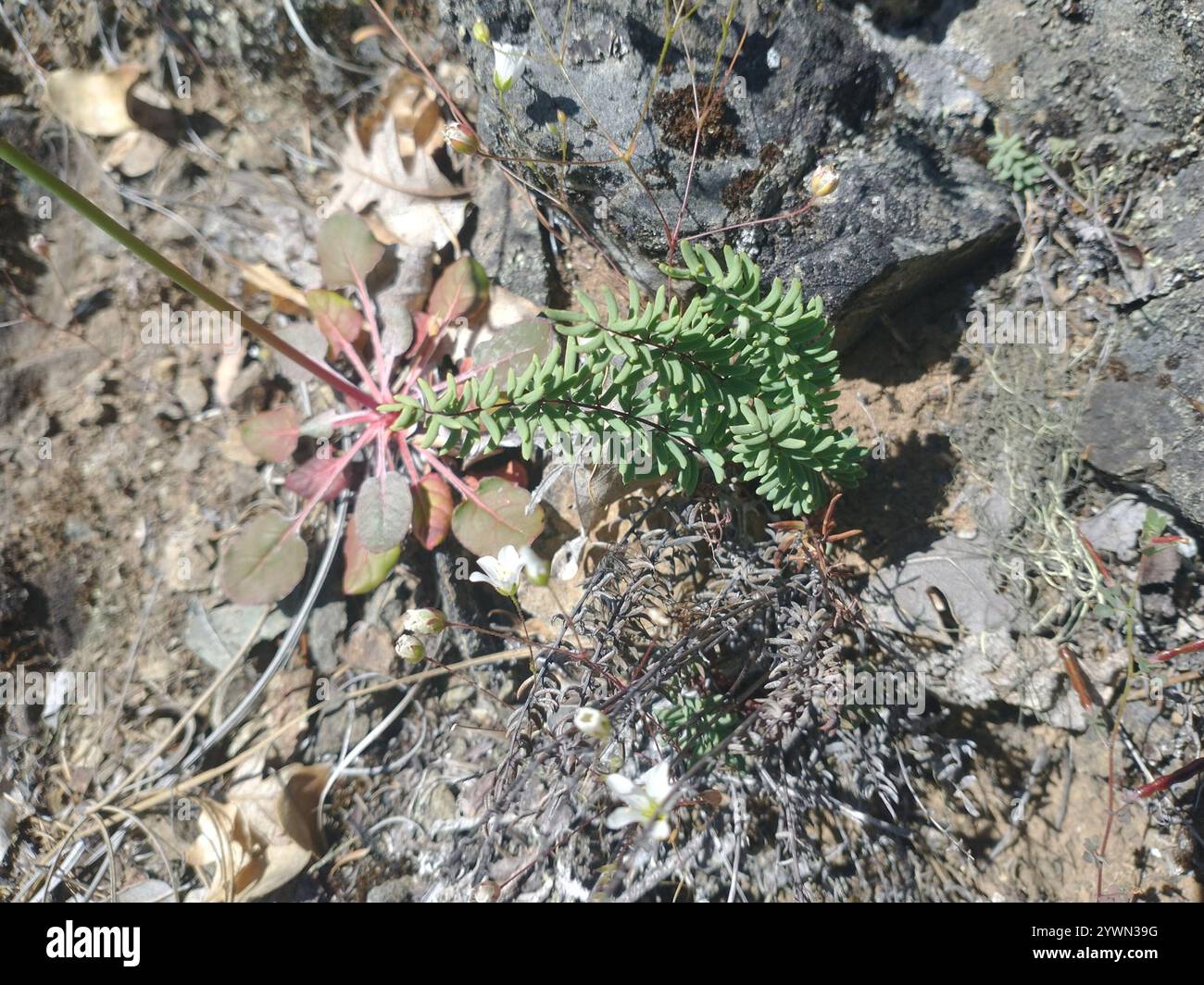 Sierra cliffbrake (Pellaea brachyptera Stock Photo - Alamy