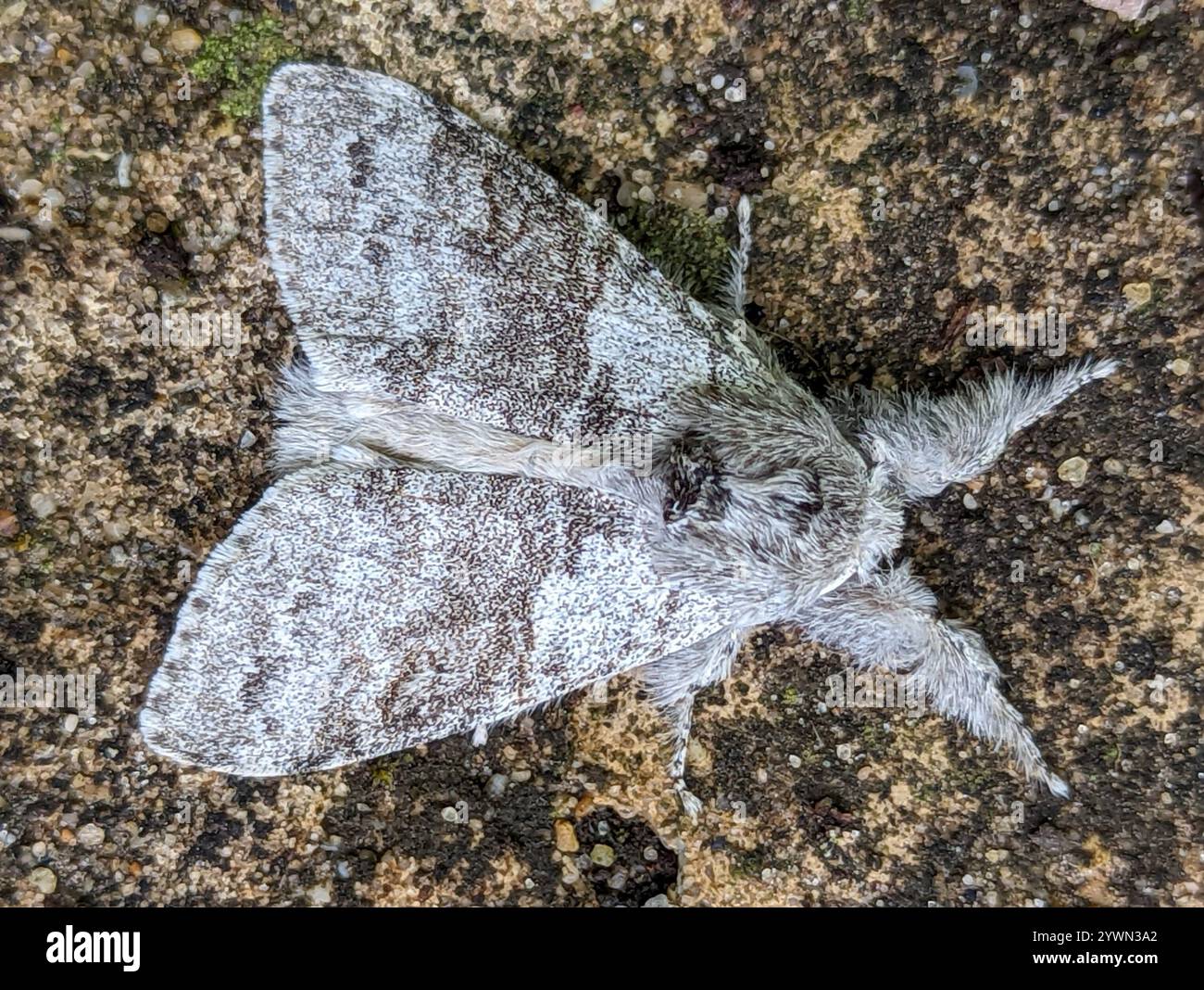 Pale Tussock Moth (Calliteara pudibunda Stock Photo - Alamy
