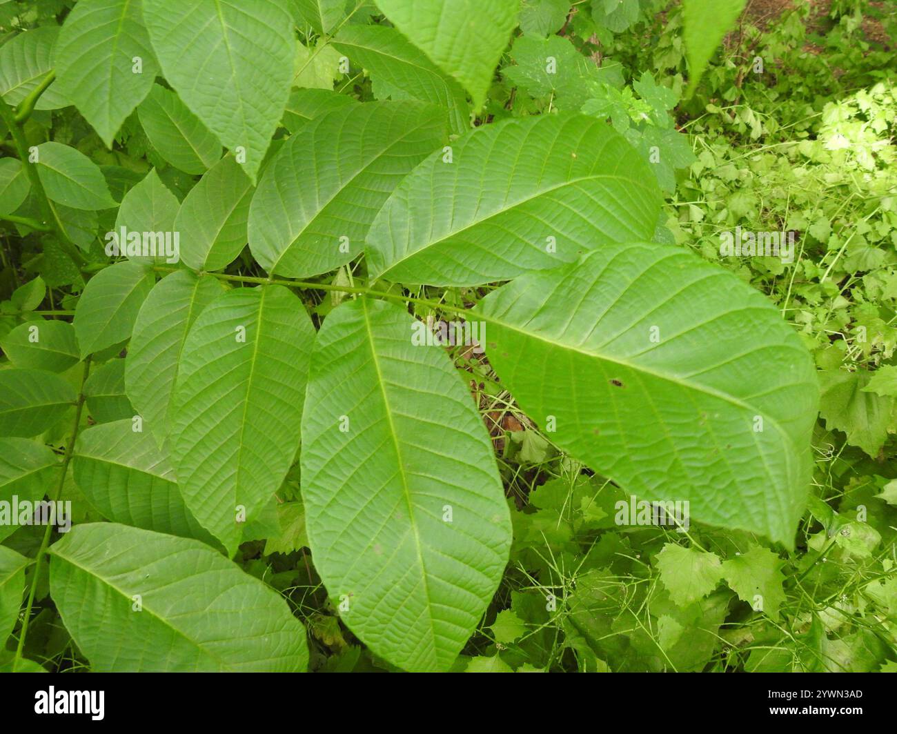 Persian walnut (Juglans regia Stock Photo - Alamy