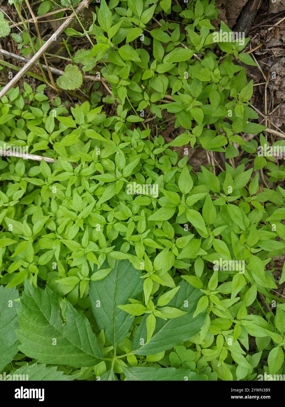 Pennsylvania pellitory (Parietaria pensylvanica Stock Photo - Alamy