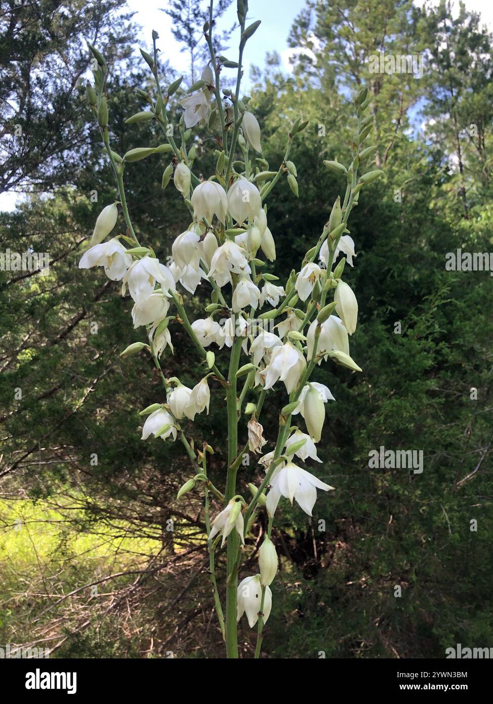 Weak-leaf Yucca (Yucca flaccida Stock Photo - Alamy