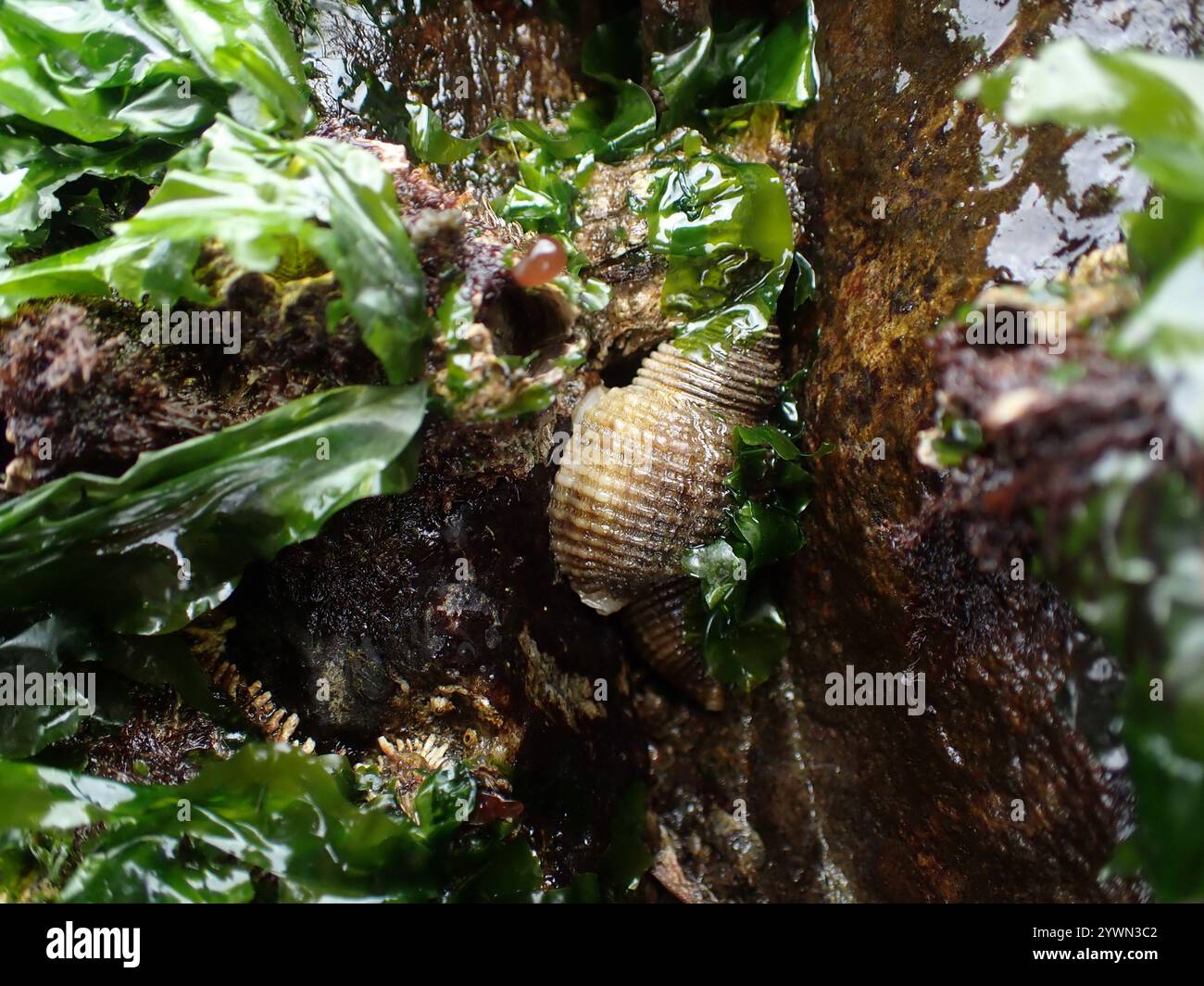 Channeled Dog Winkle (Nucella canaliculata Stock Photo - Alamy