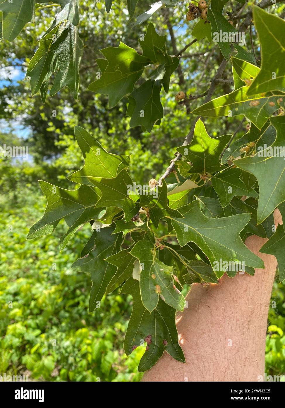 bear oak (Quercus ilicifolia Stock Photo - Alamy