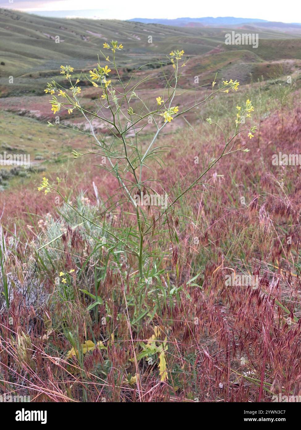 Tall Tumblemustard (Sisymbrium altissimum Stock Photo - Alamy