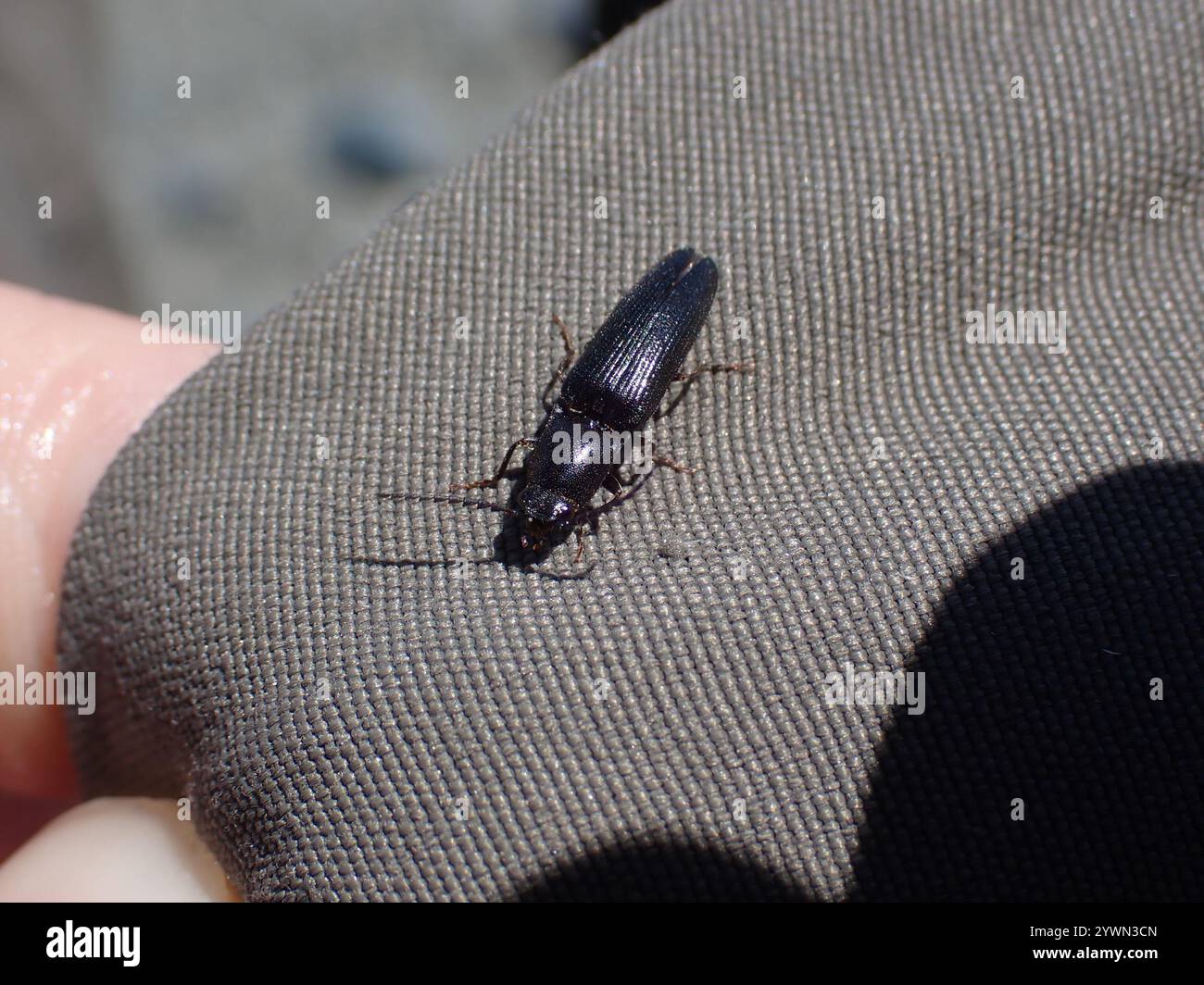 Click Beetles (Elateridae Stock Photo - Alamy