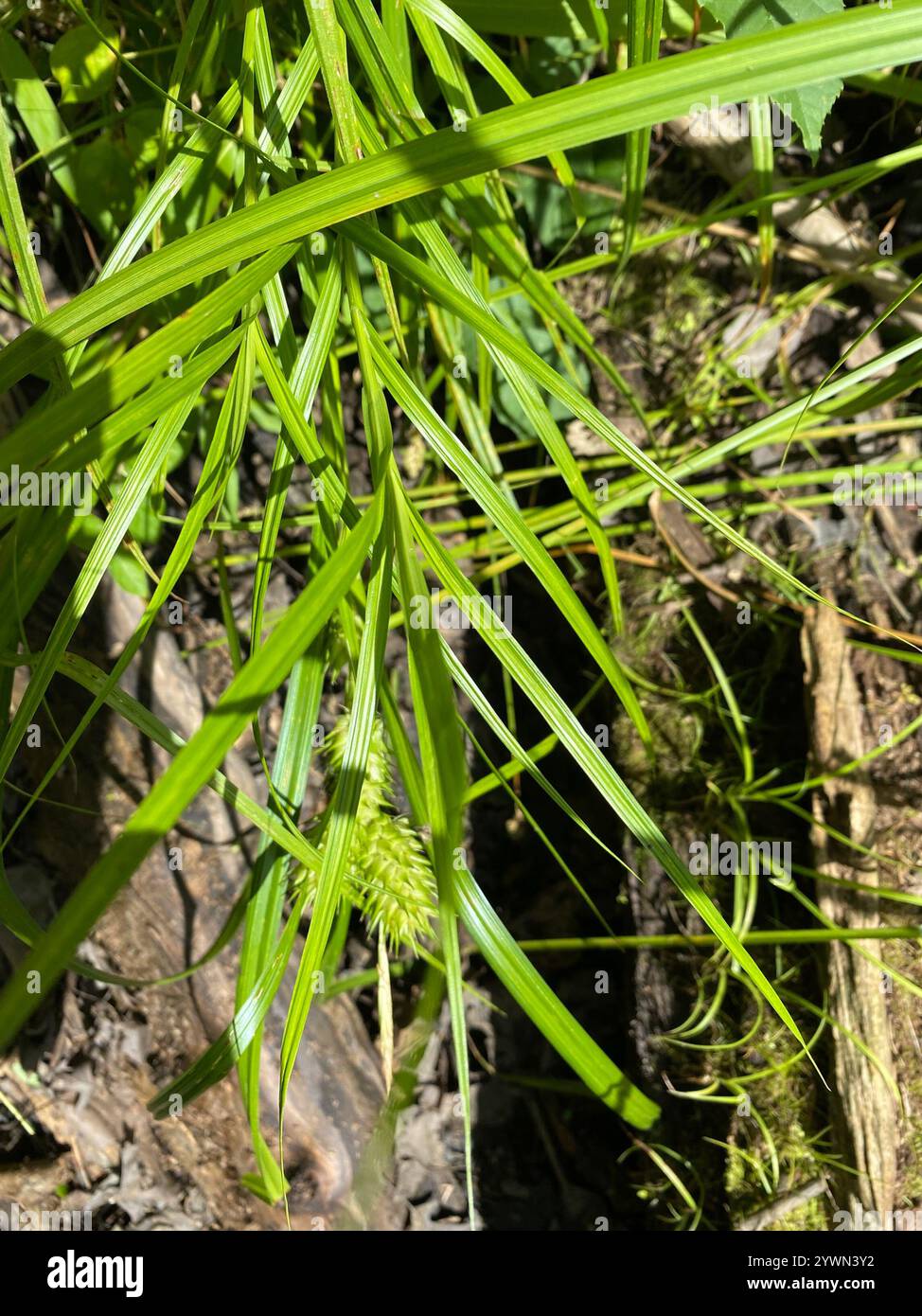 hop sedge (Carex lupulina Stock Photo - Alamy