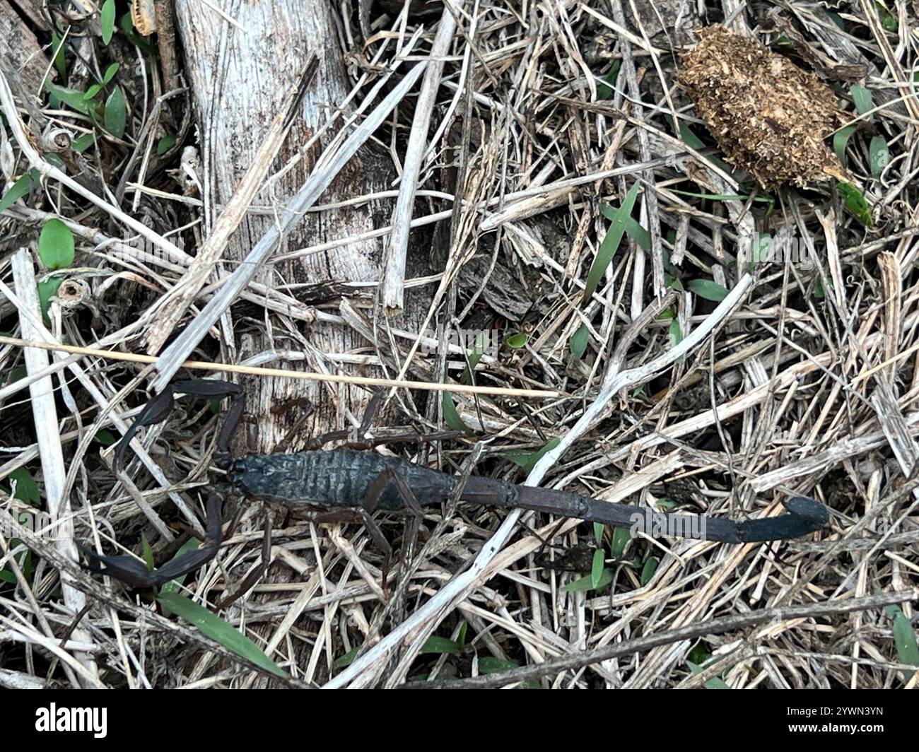 Slender Brown Scorpion (Centruroides gracilis Stock Photo - Alamy