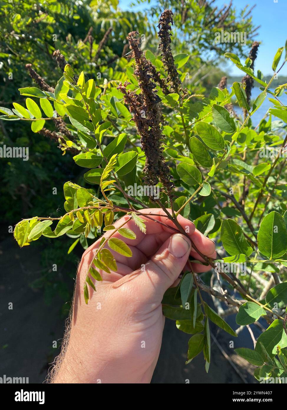 false indigo bush (Amorpha fruticosa Stock Photo - Alamy