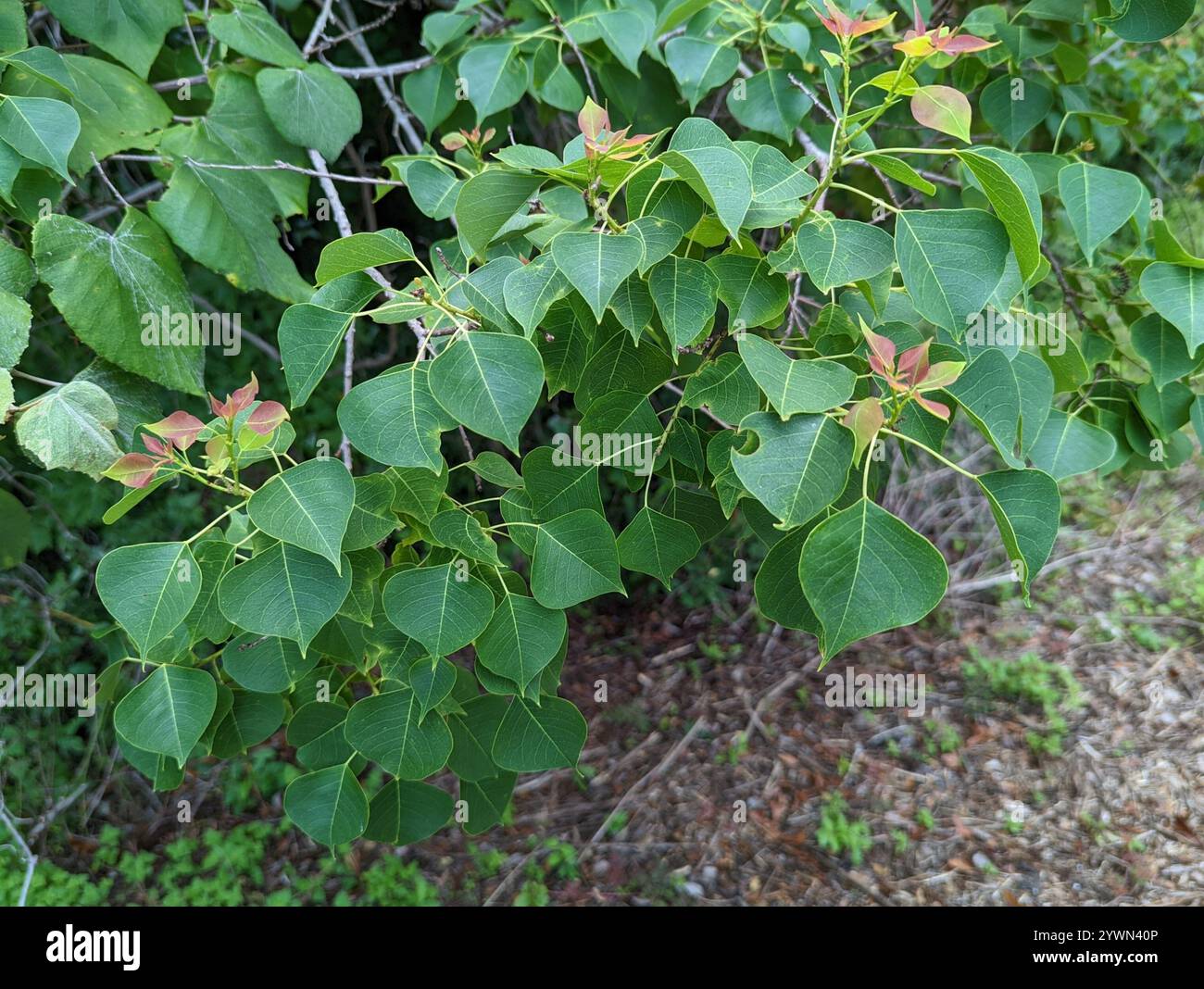 Chinese Tallow (Triadica sebifera Stock Photo - Alamy