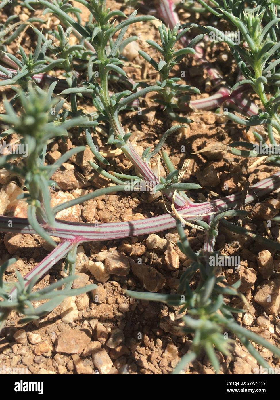Prickly Russian Thistle (Salsola tragus Stock Photo - Alamy