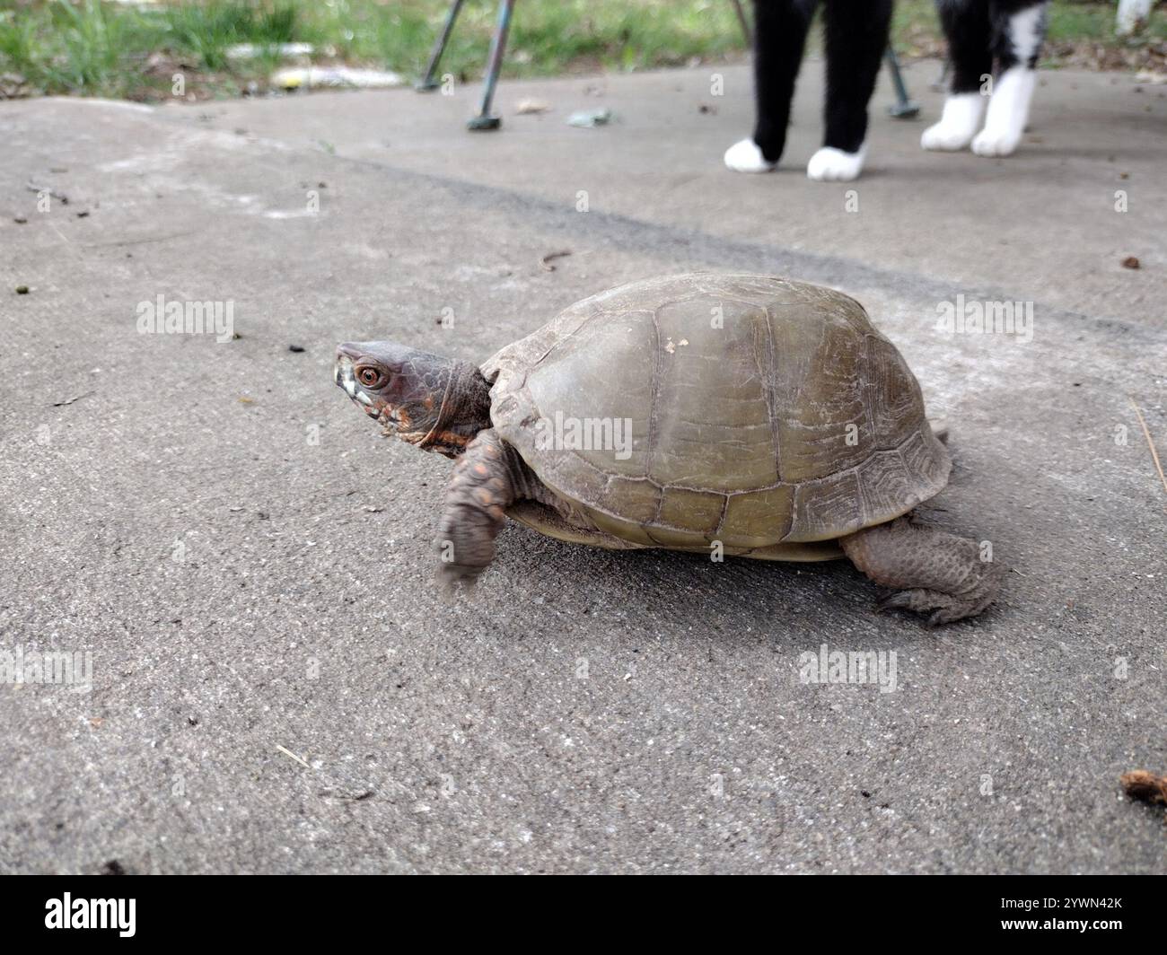 Three-toed Box Turtle (Terrapene triunguis Stock Photo - Alamy
