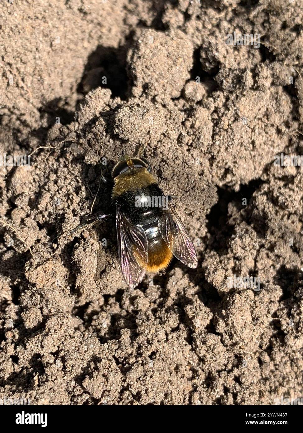 Narcissus Bulb Fly (Merodon equestris Stock Photo - Alamy
