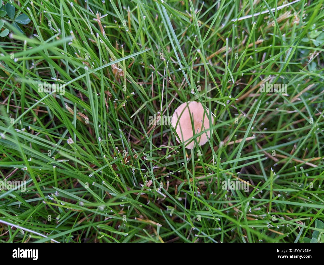 Common Fieldcap (Agrocybe pediades Stock Photo - Alamy