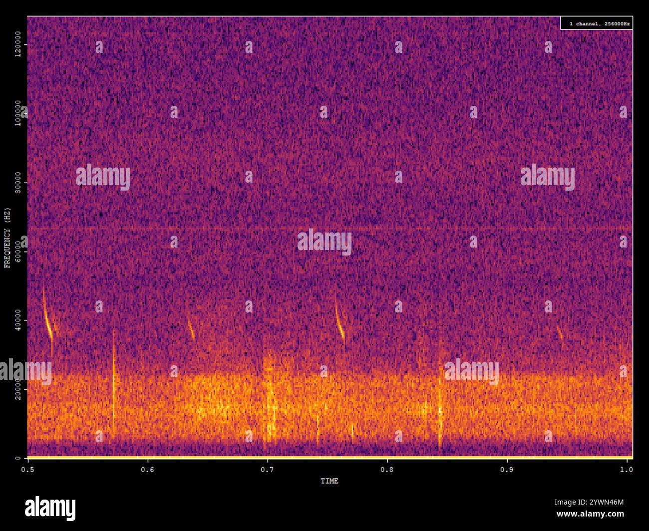 Eastern Red Bat (Lasiurus borealis Stock Photo - Alamy