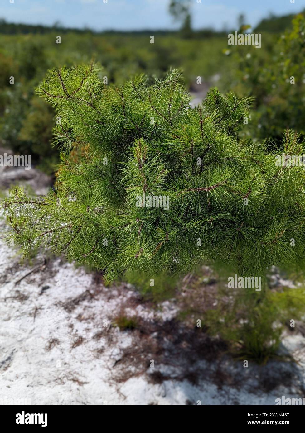 sand pine (Pinus clausa Stock Photo - Alamy