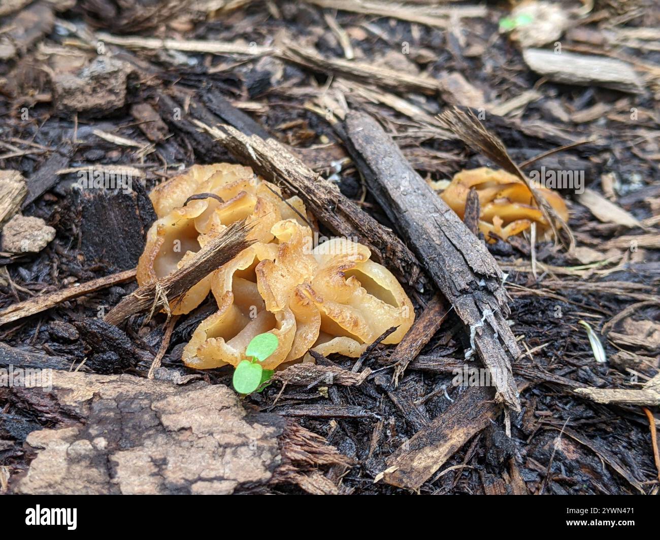 Pezizas, Desert Truffles, and Allies (Pezizaceae Stock Photo - Alamy