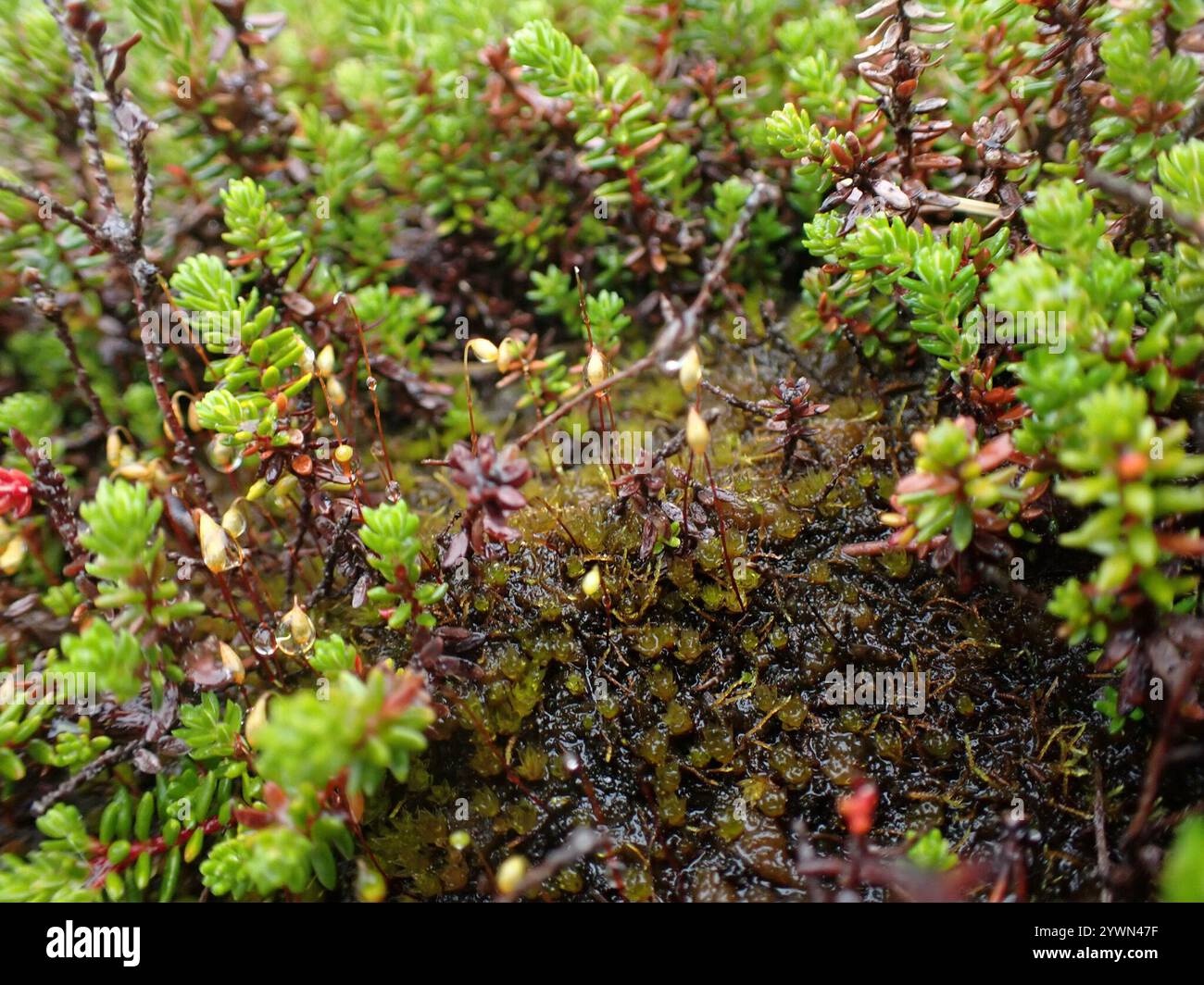 Capillary Thread-moss (Ptychostomum capillare Stock Photo - Alamy