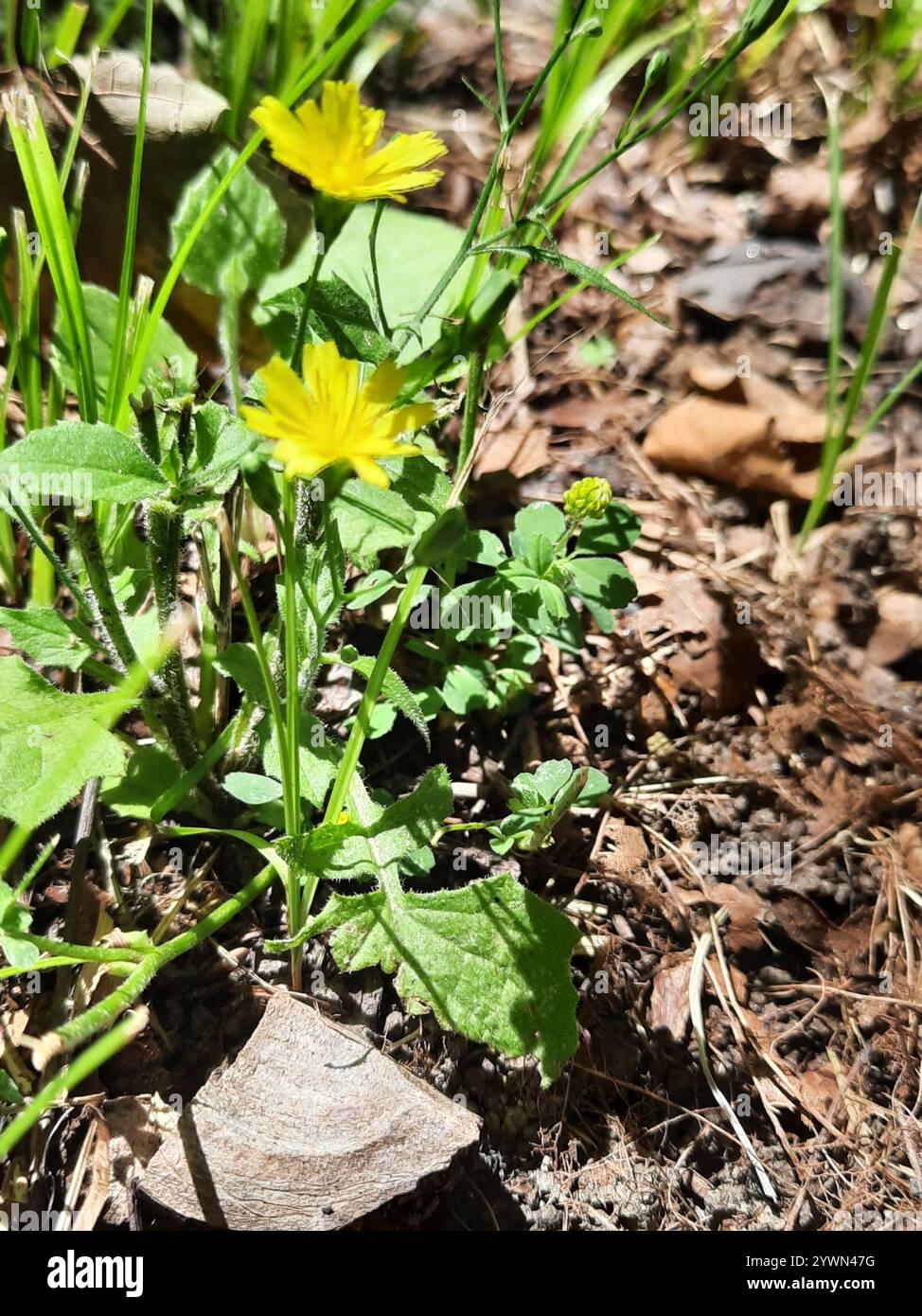 nipplewort (Lapsana communis Stock Photo - Alamy