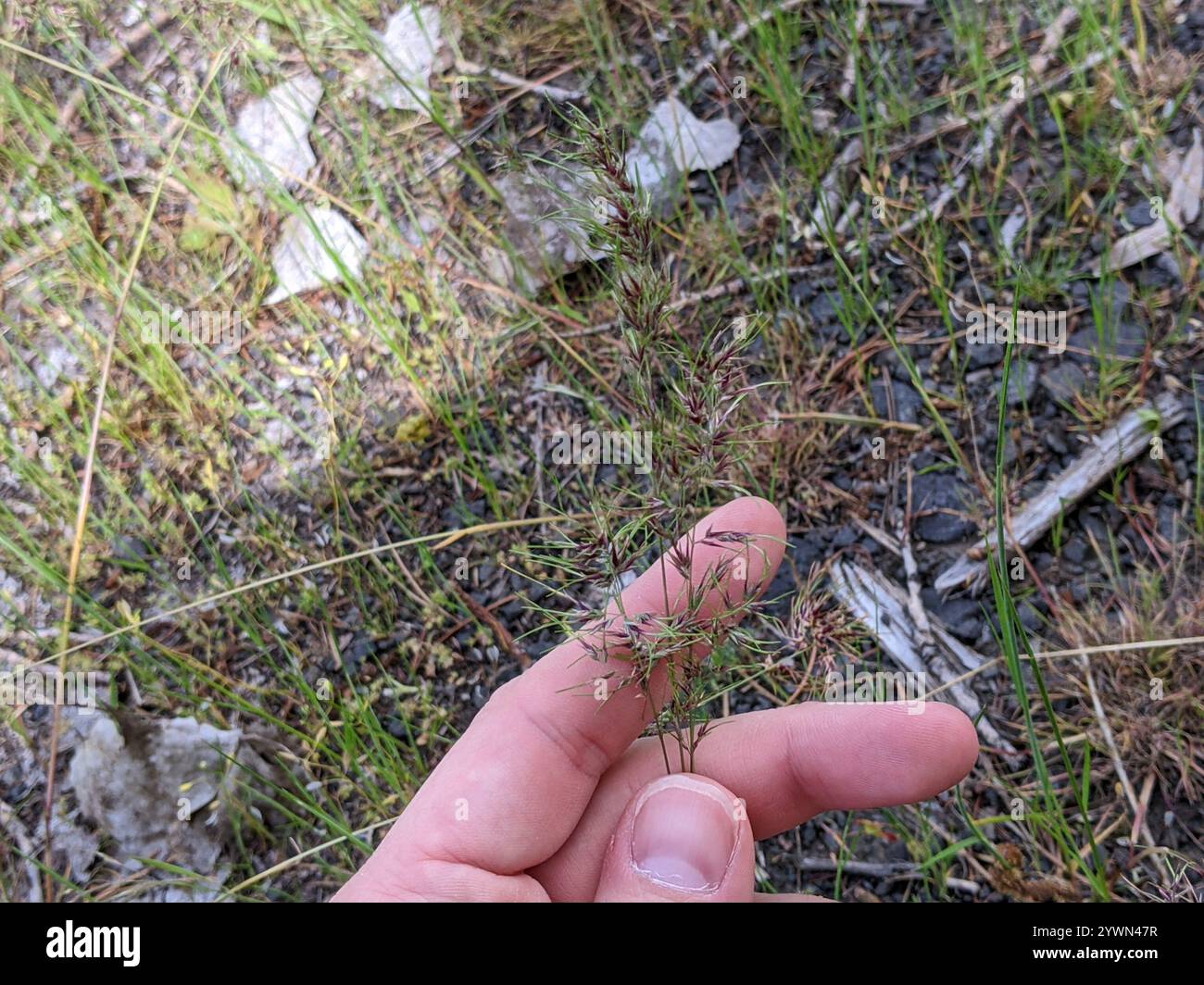 Bulbous Bluegrass (Poa bulbosa Stock Photo - Alamy