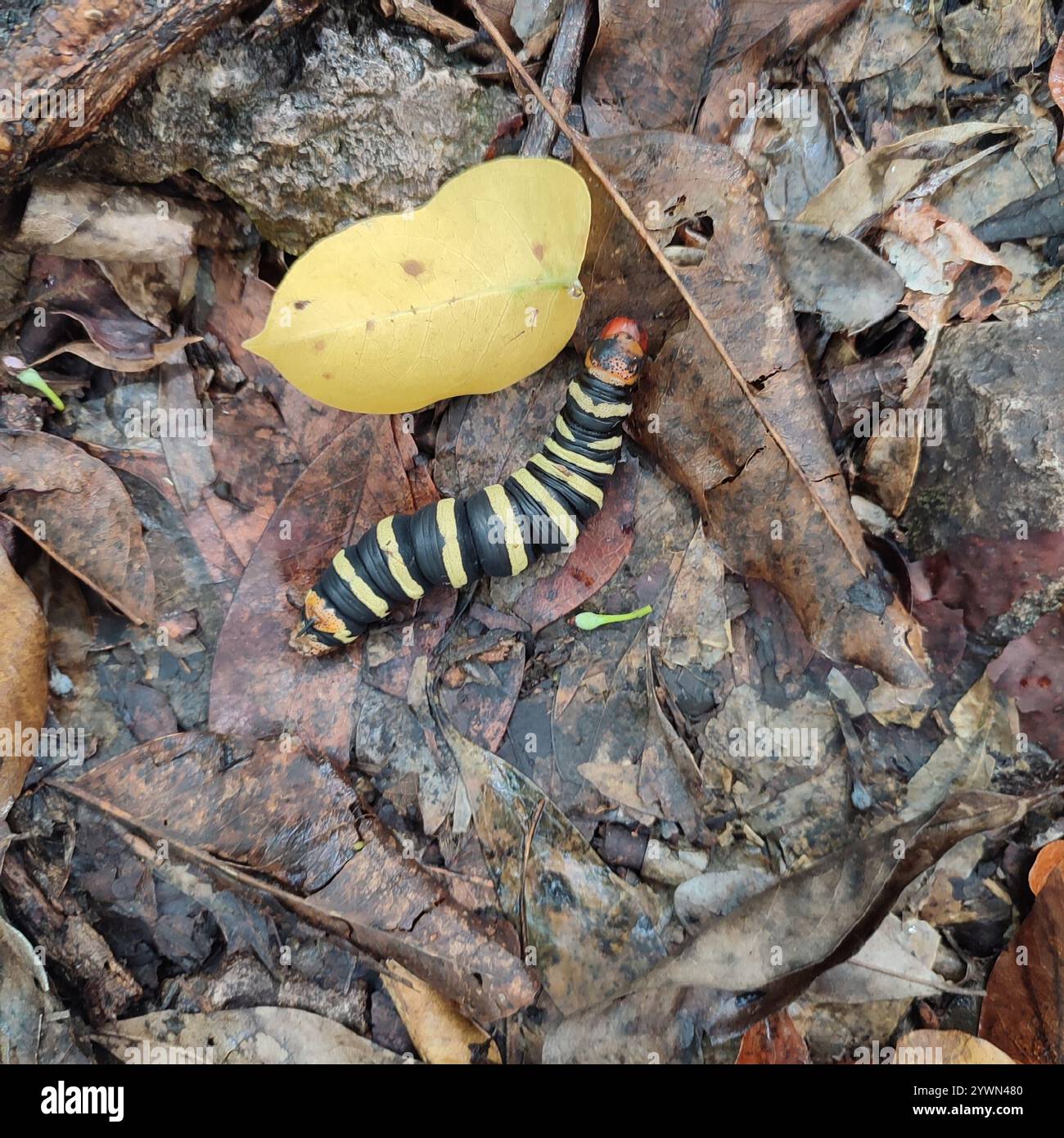 Tetrio Sphinx (Pseudosphinx tetrio Stock Photo - Alamy