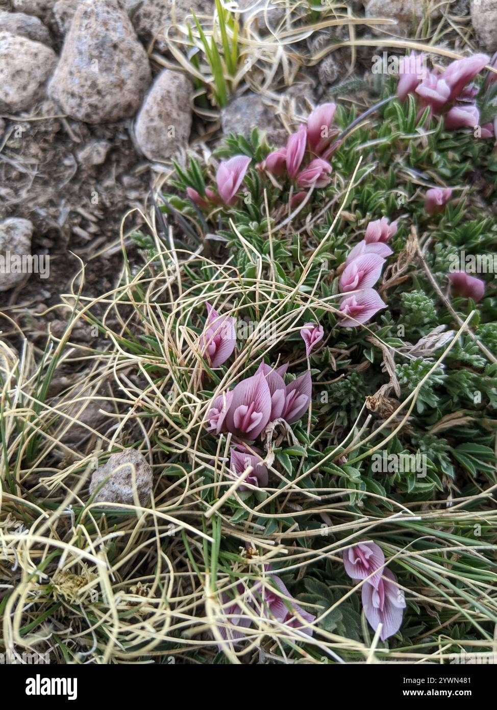 Dwarf Clover (Trifolium nanum Stock Photo - Alamy