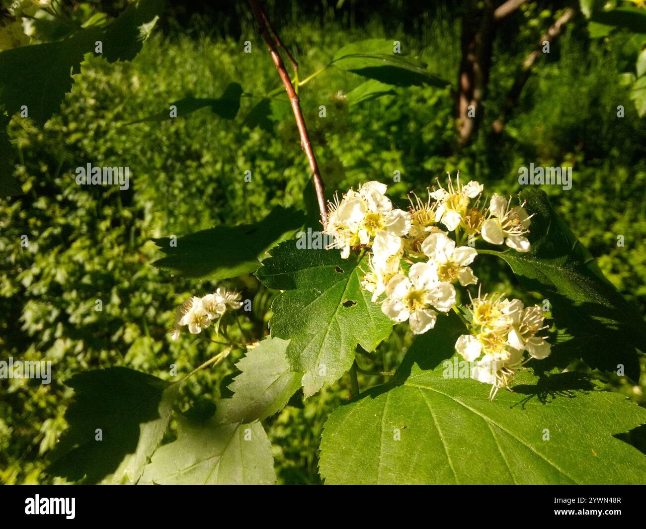 Red Hawthorn (Crataegus sanguinea Stock Photo - Alamy