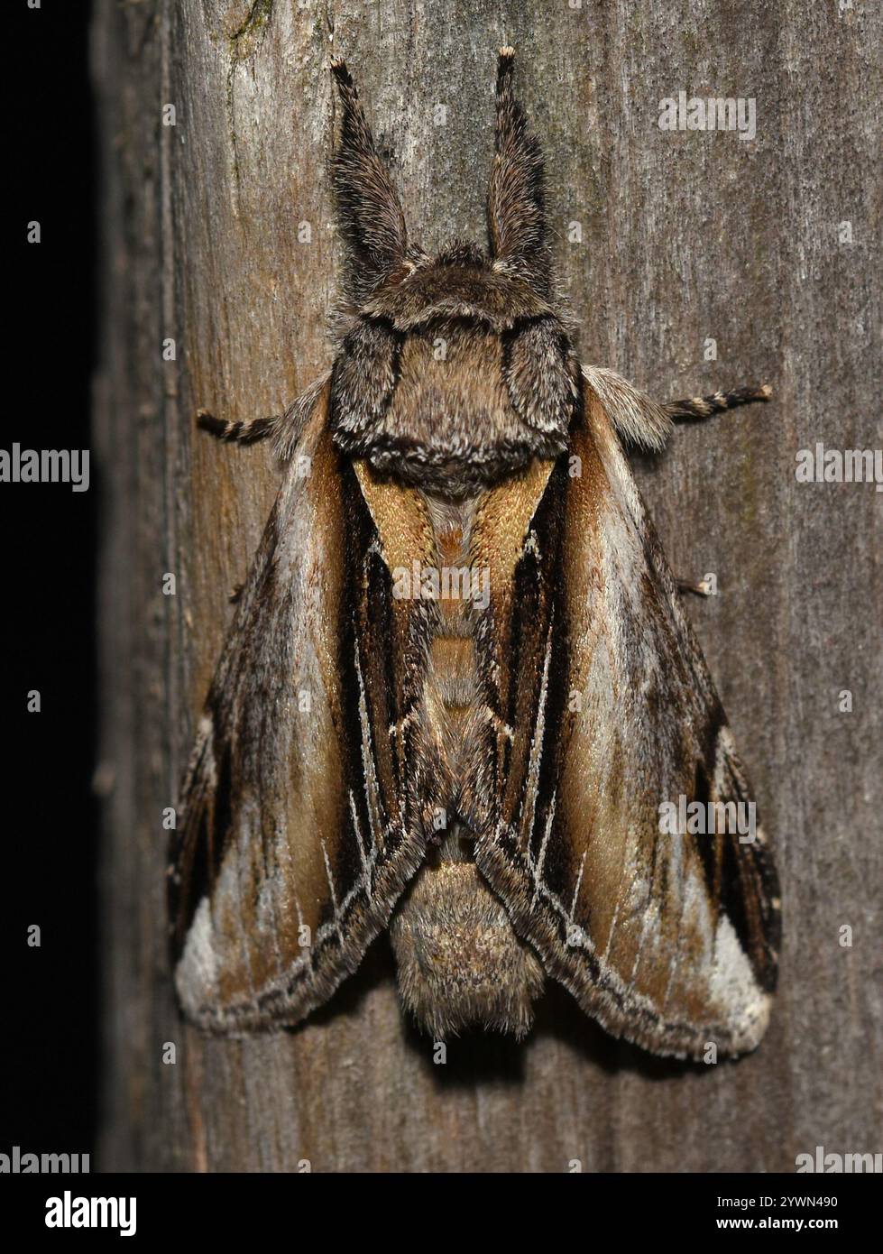 Pheosia rimosa hi-res stock photography and images - Alamy