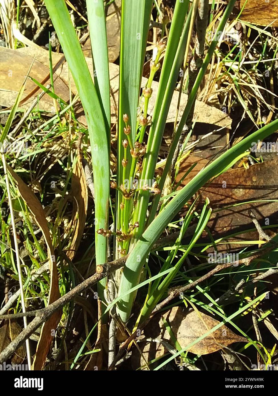 Lomandra multiflora hi-res stock photography and images - Alamy