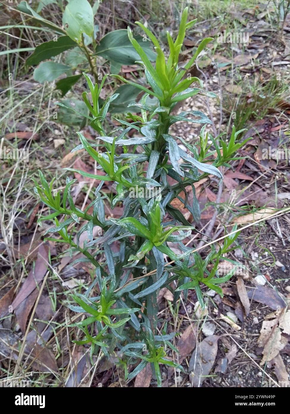 Fire Daisy (Ixodia achillaeoides alata Stock Photo - Alamy