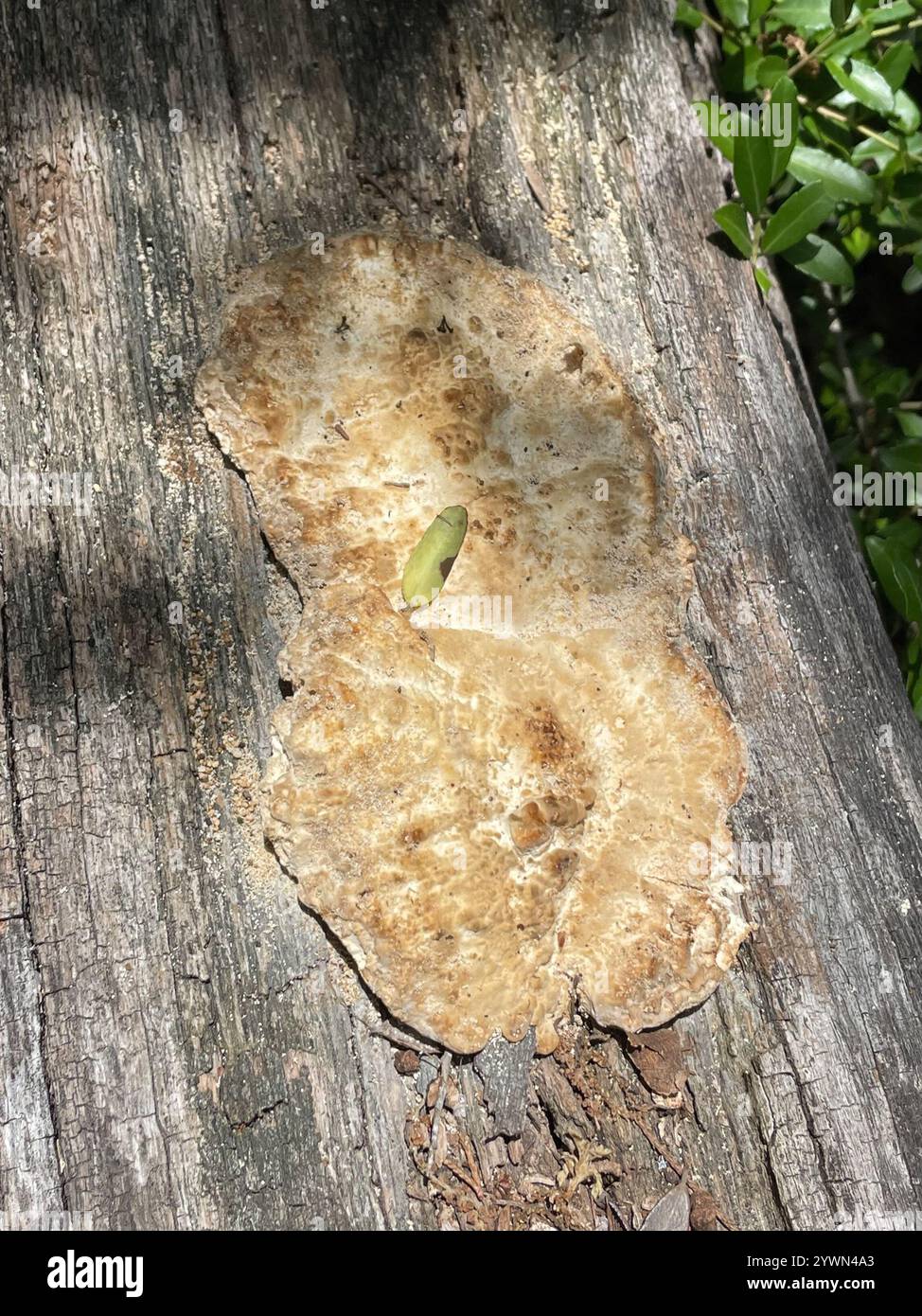 Latte Bracket (Trametes lactinea Stock Photo - Alamy