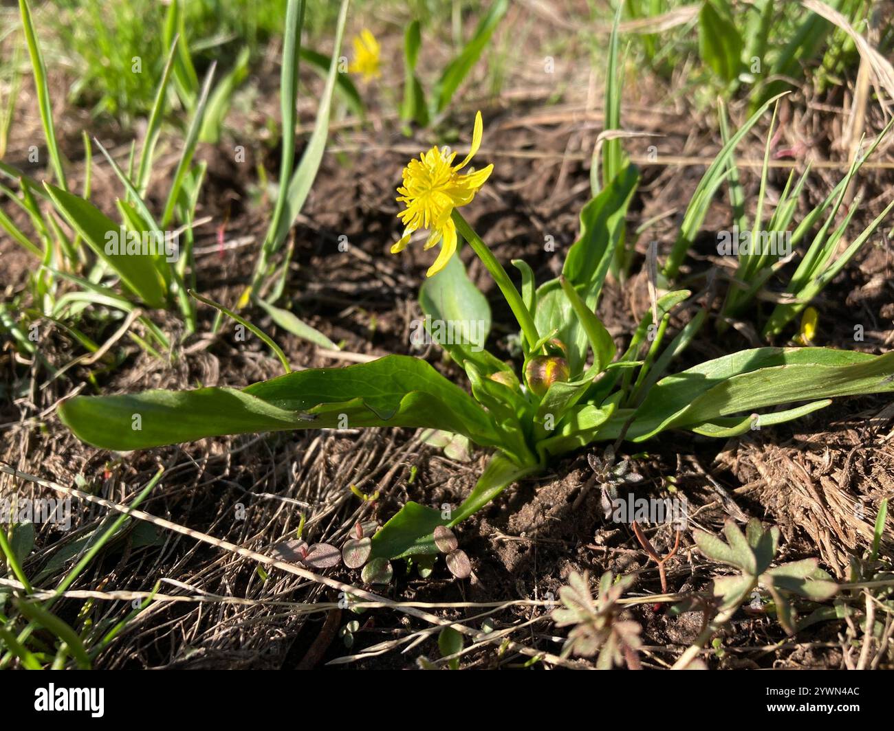 Plantainleaf buttercup hi-res stock photography and images - Alamy