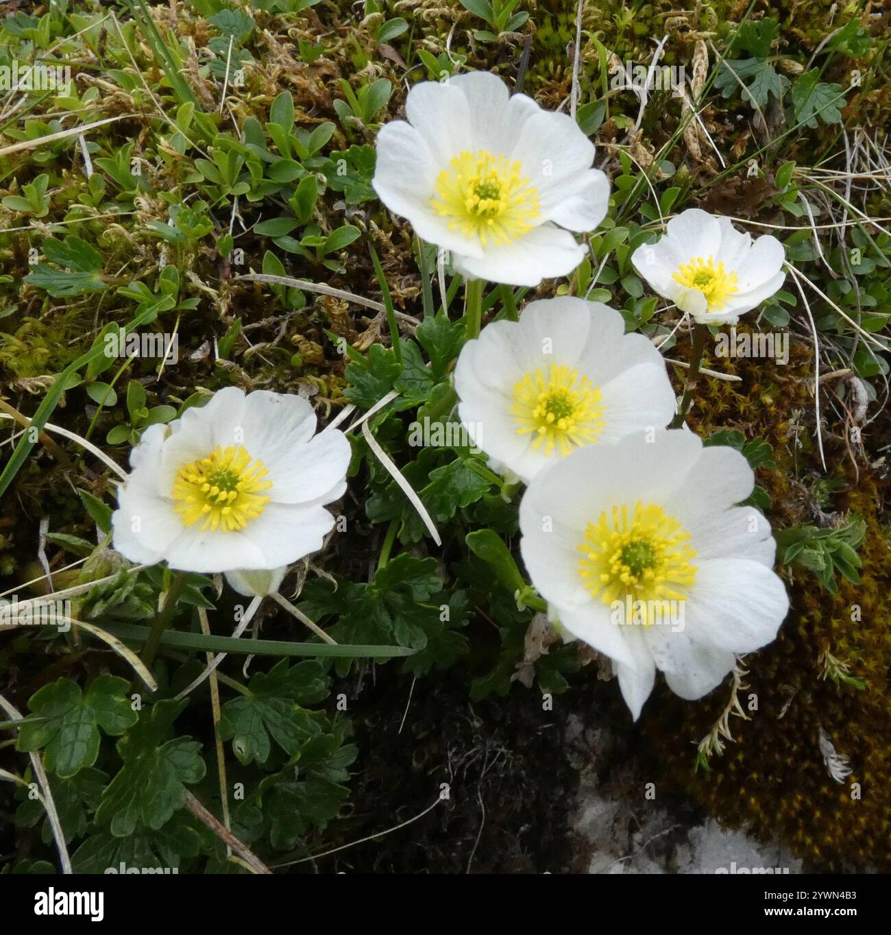 Alpine Crowfoot (Ranunculus alpestris Stock Photo - Alamy