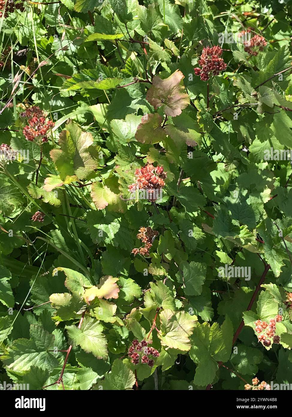 Pacific ninebark (Physocarpus capitatus Stock Photo - Alamy
