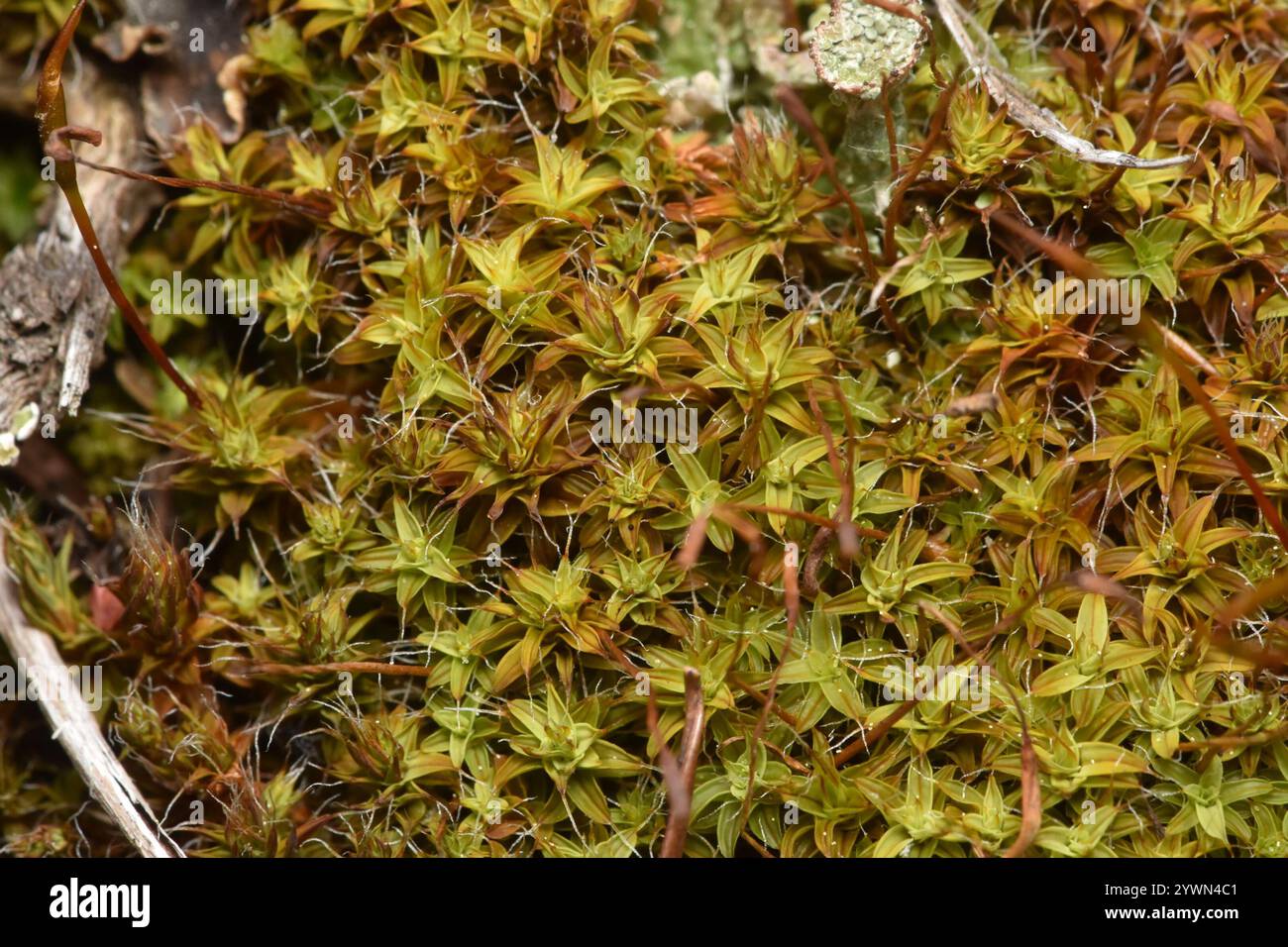 Star Moss (Syntrichia ruralis Stock Photo - Alamy