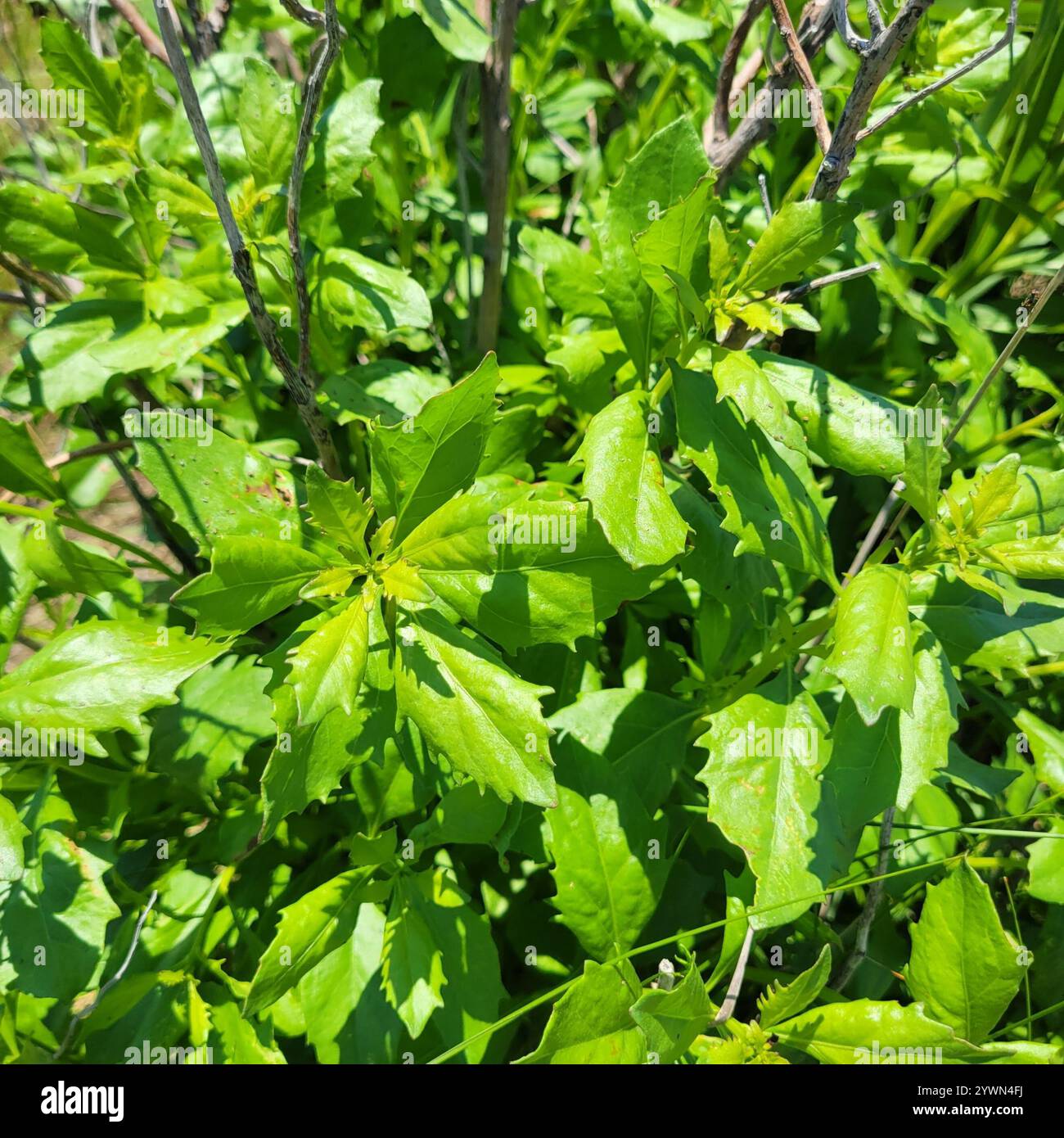 groundsel tree (Baccharis halimifolia Stock Photo - Alamy