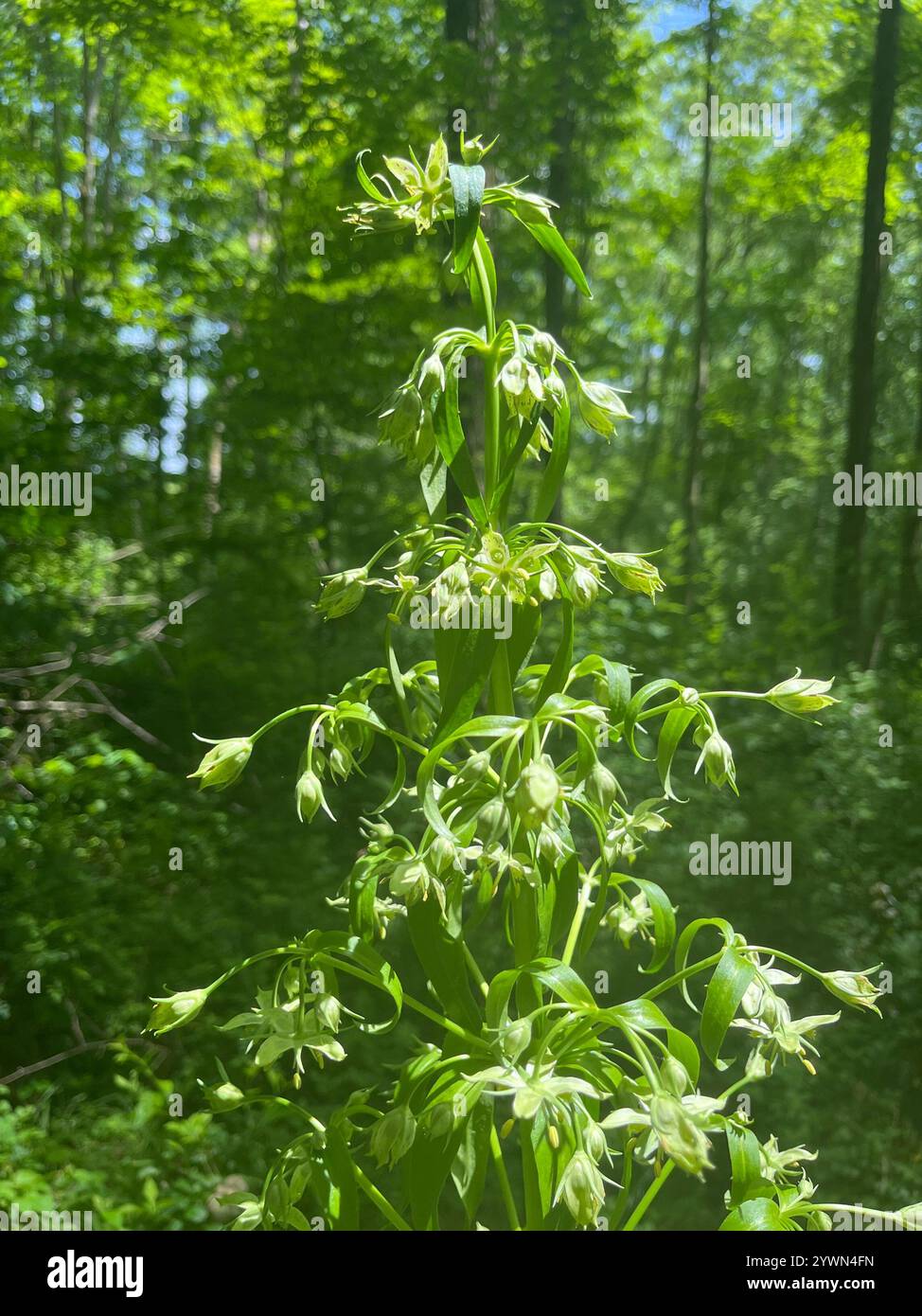 American columbo (Frasera caroliniensis Stock Photo - Alamy