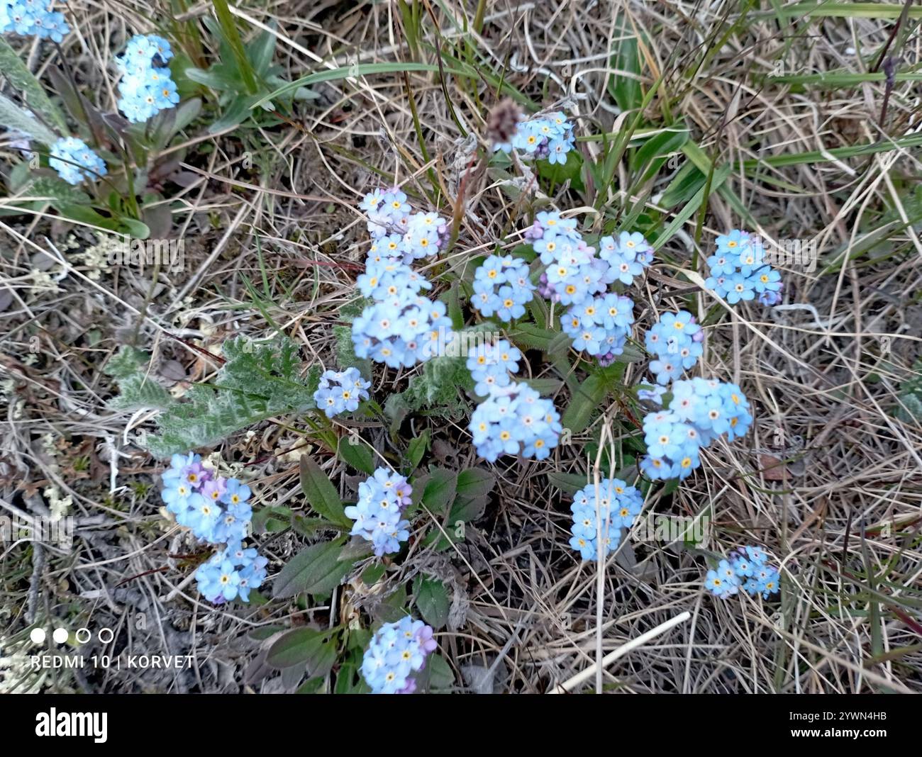 mountain forget-me-not (Myosotis asiatica Stock Photo - Alamy