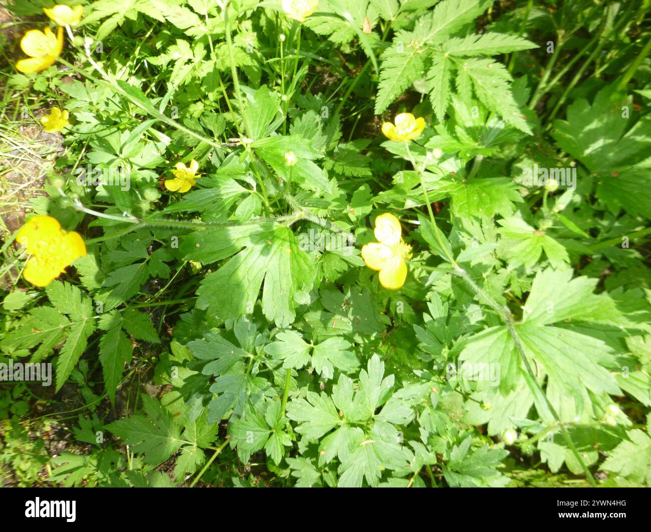 Woolly Buttercup (Ranunculus lanuginosus Stock Photo - Alamy