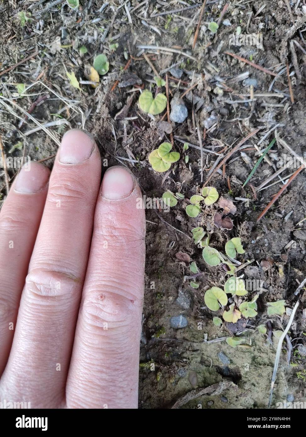 kidney weed (Dichondra repens Stock Photo - Alamy