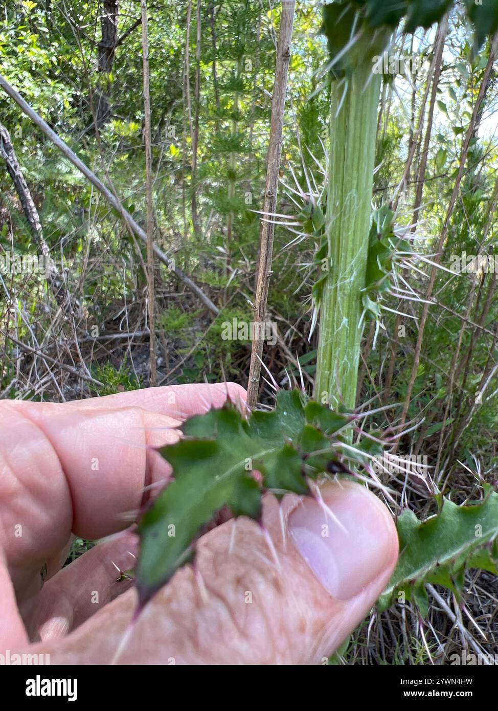 Florida thistle (Cirsium horridulum vittatum Stock Photo - Alamy