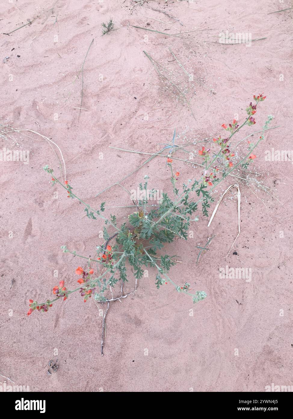 Gooseberryleaf Globemallow (Sphaeralcea grossulariifolia Stock Photo ...