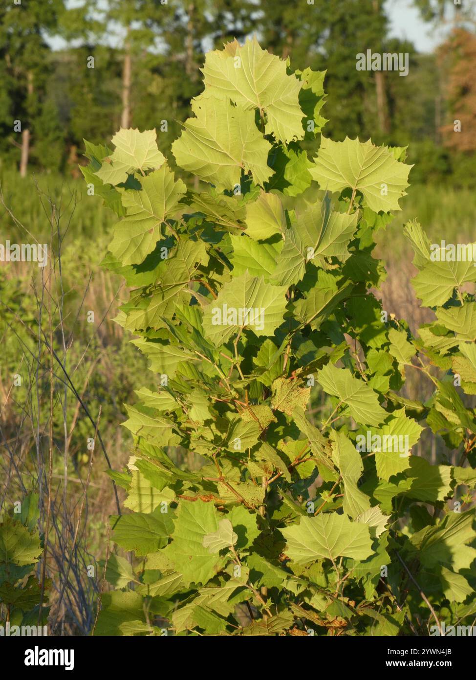 American sycamore (Platanus occidentalis Stock Photo - Alamy