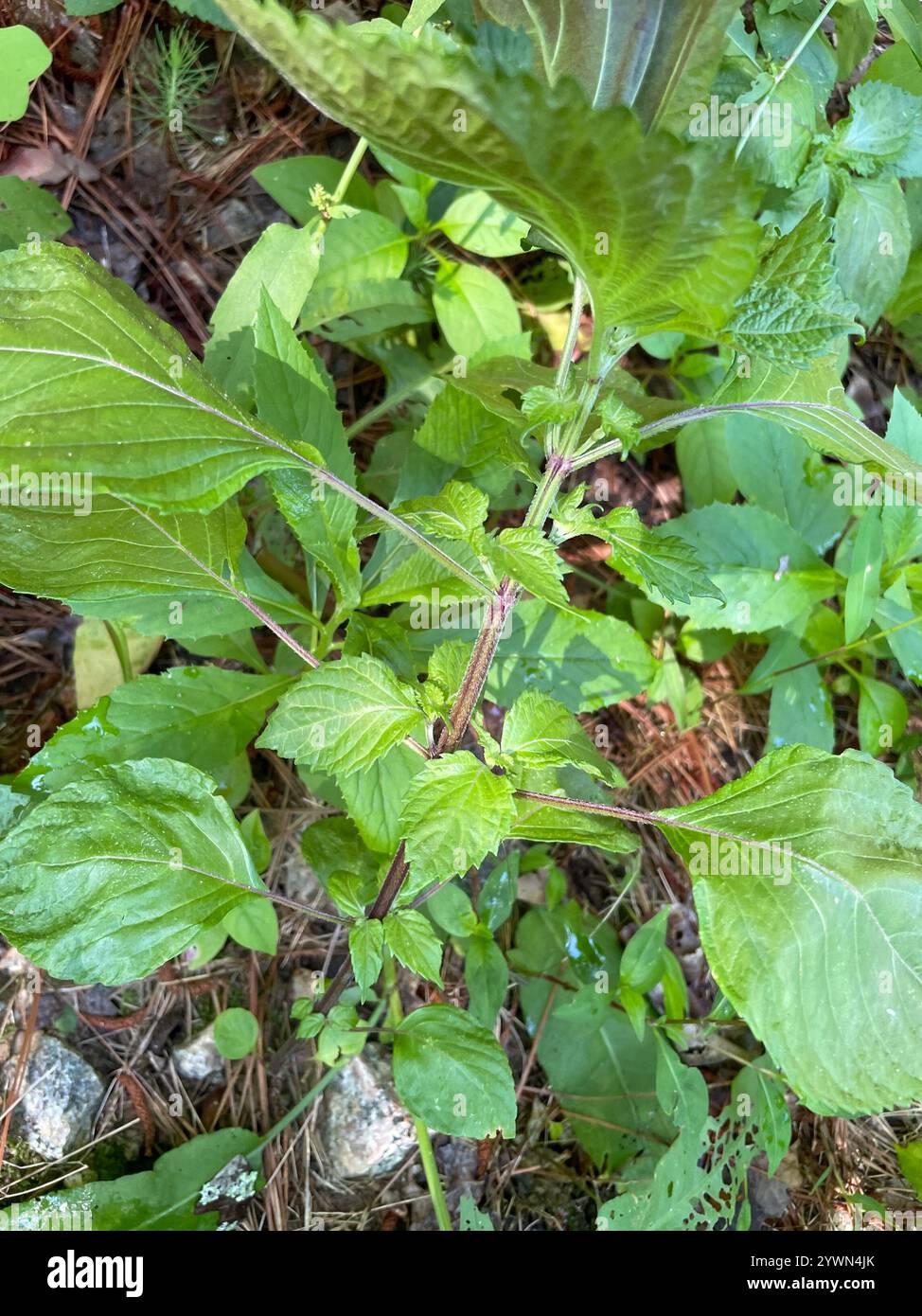 beefsteak plant (Perilla frutescens Stock Photo - Alamy