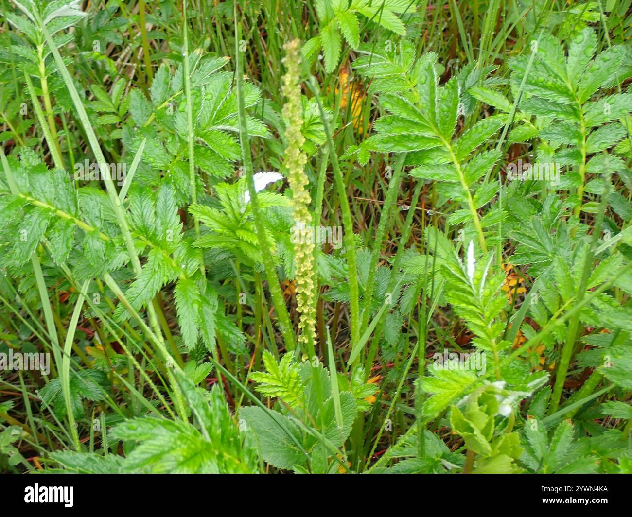 common arrowgrass (Triglochin maritima Stock Photo - Alamy