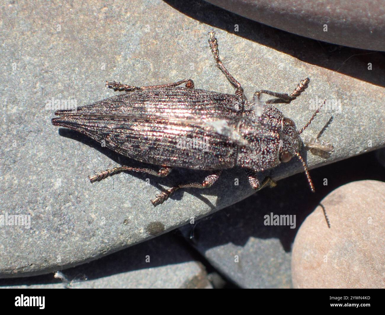 Flat-headed Hardwood Borer (Dicerca divaricata Stock Photo - Alamy